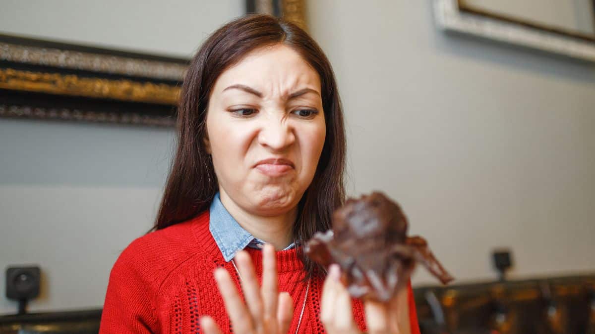 Chocolate Bars Recalled Nationwide After an Uninvited Guest Crashes the ...